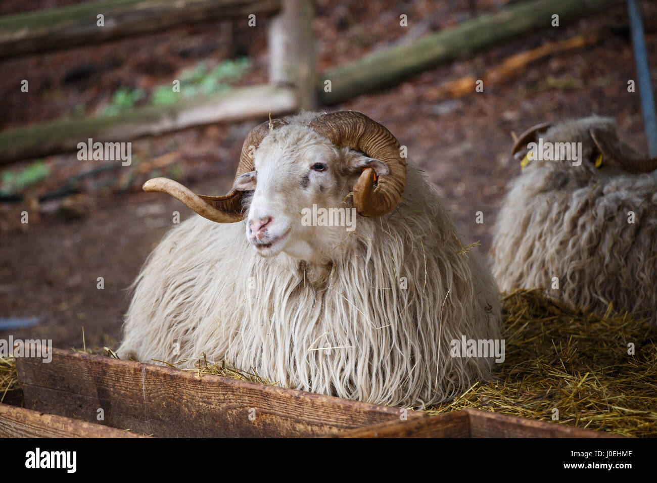 Wallachian sheep (Ovis orientalis aries Stock Photo - Alamy