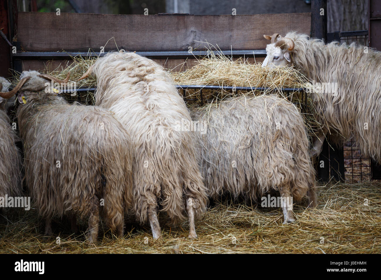 Wallachian sheep hi-res stock photography and images - Alamy