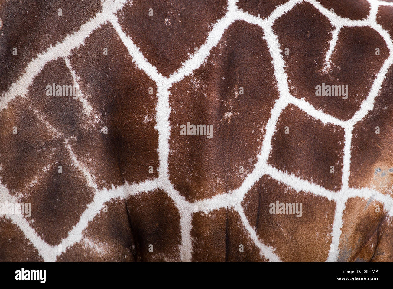 Textured skin of giraffe, Giraffe pattern Stock Photo - Alamy