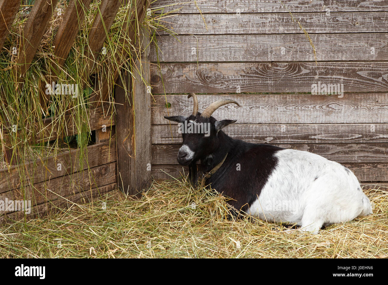 Lying domestic goat on the goat farm Stock Photo - Alamy