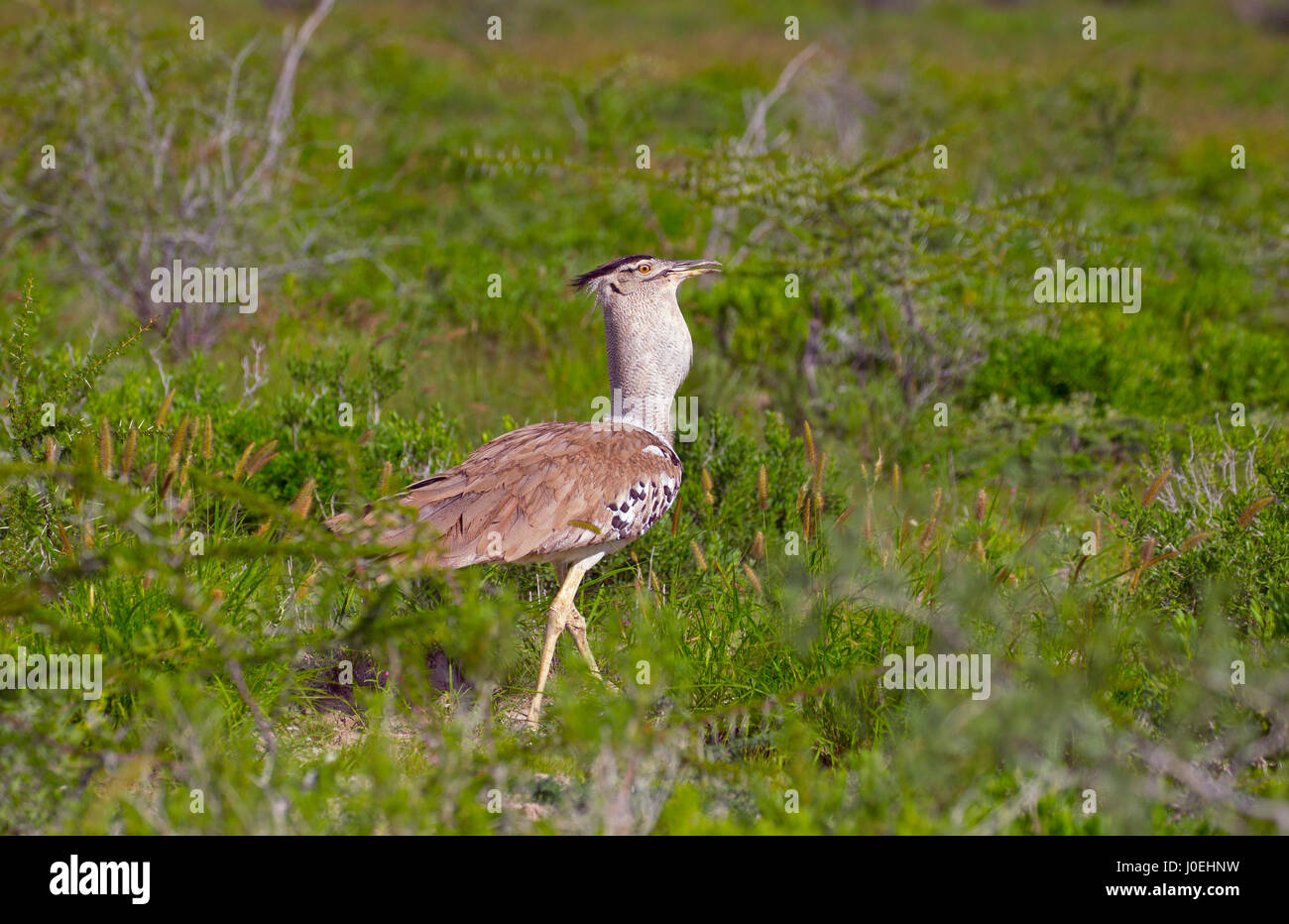 kori bustard Ardeotis kori Namibia March Stock Photo - Alamy