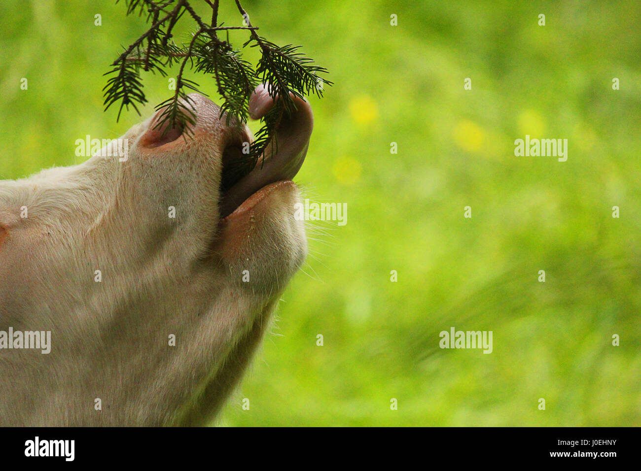 a calf eating a tree branch Stock Photo - Alamy