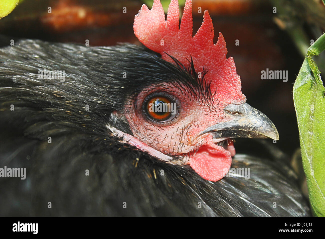 a close-up of the head of hen Stock Photo - Alamy