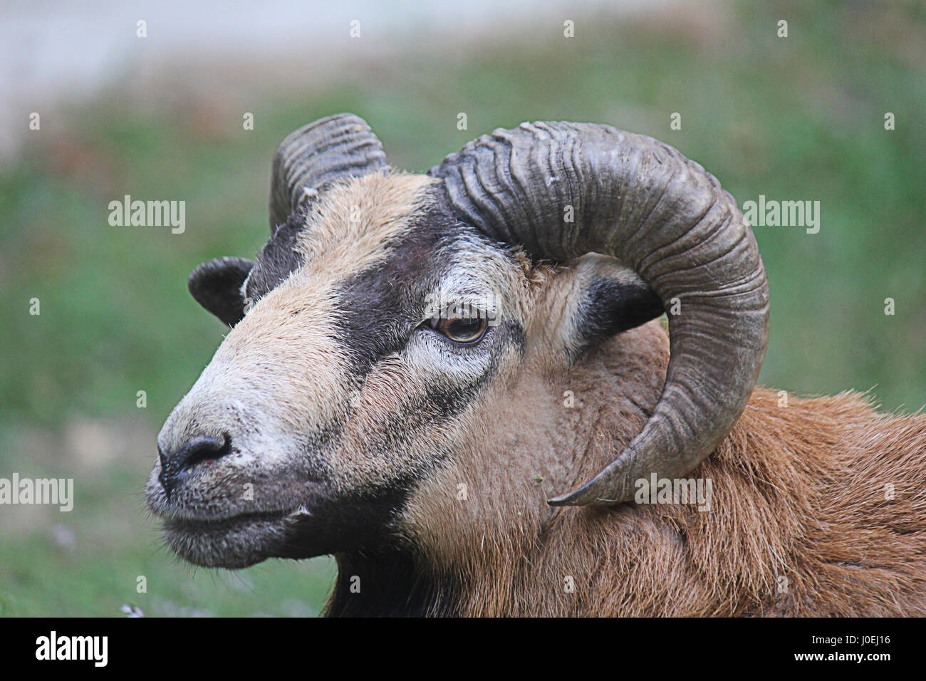 a close-up of a goat head Stock Photo - Alamy