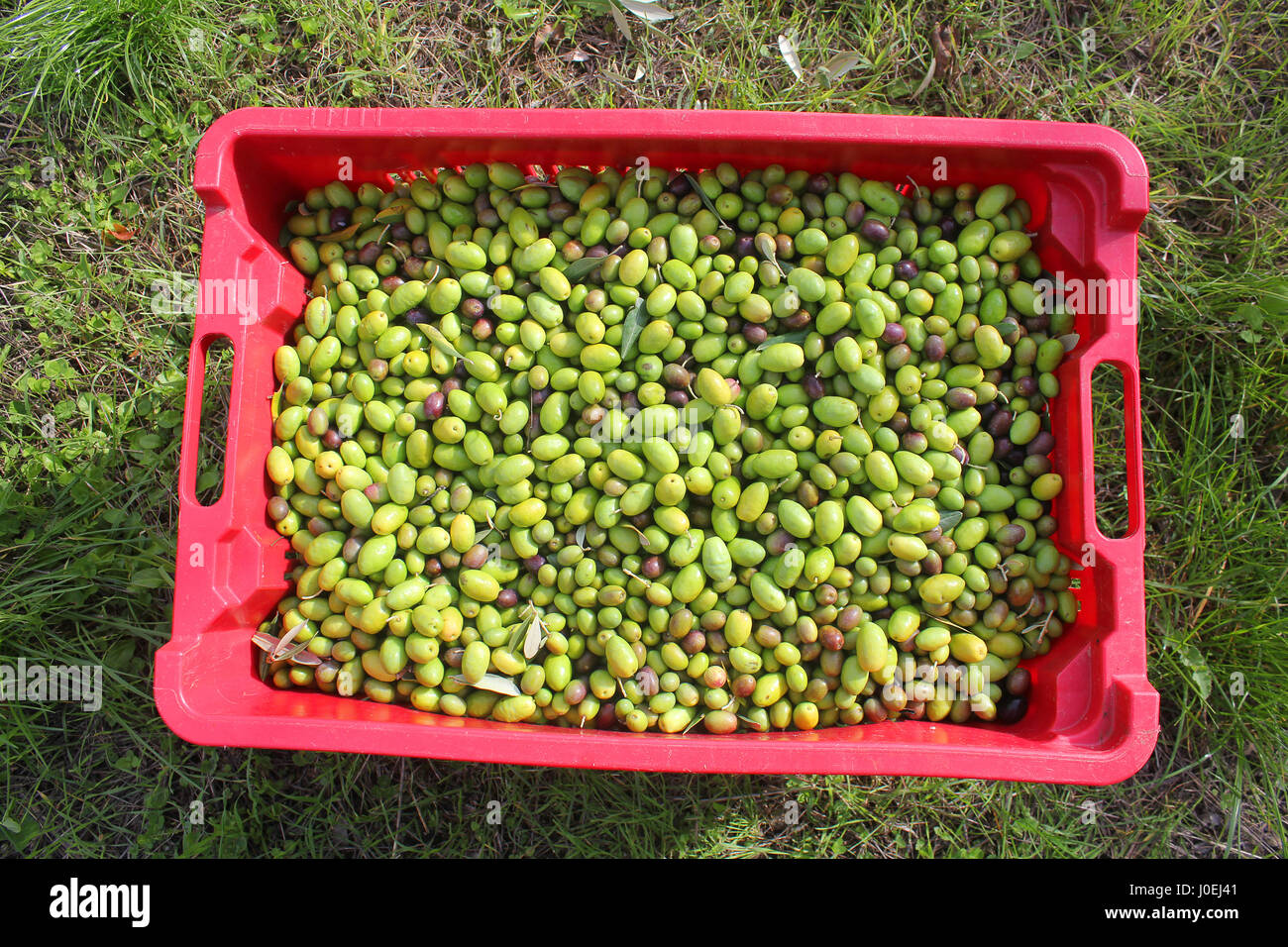 a box with olives green and black Stock Photo - Alamy