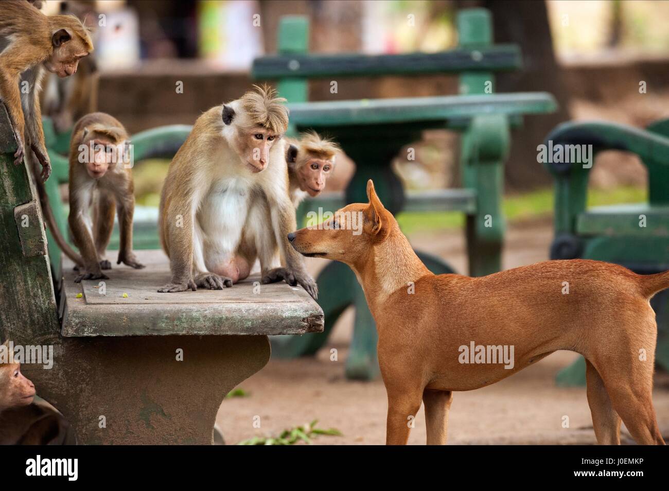 Dog Monkey Stock Photos & Dog Monkey Stock Images - Alamy
