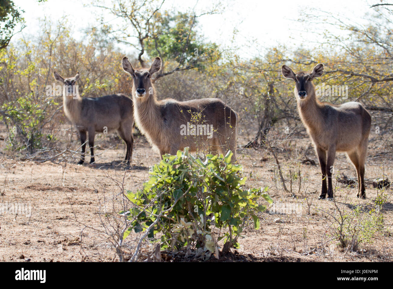 Three female waterbuck in Kruger National Park Stock Photo - Alamy