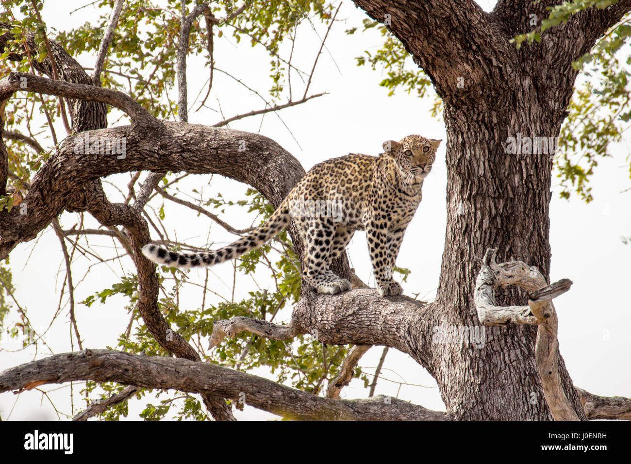 Leopard stands hi-res stock photography and images - Alamy