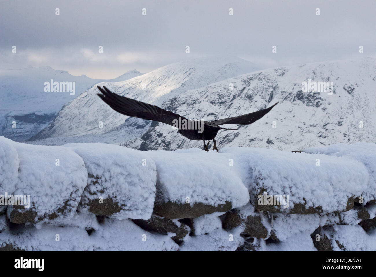 Raven snow hi-res stock photography and images - Alamy