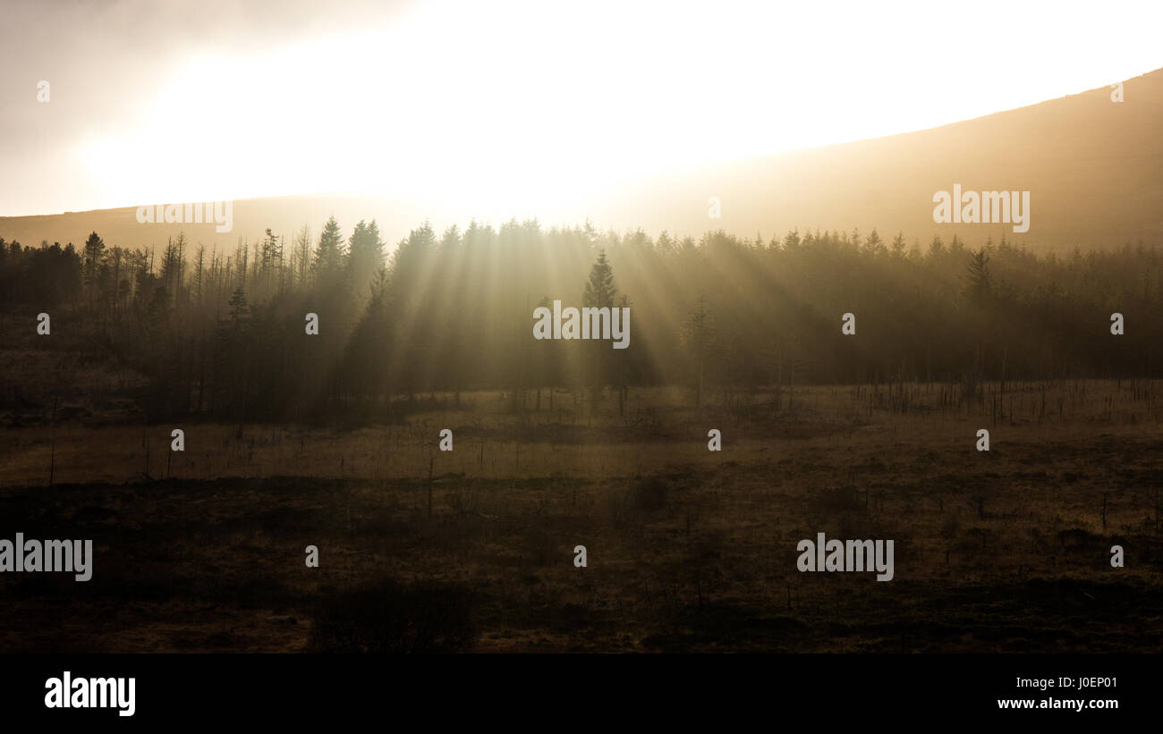 The low sun streams through the trees in the Mourne mountains, Northern ...