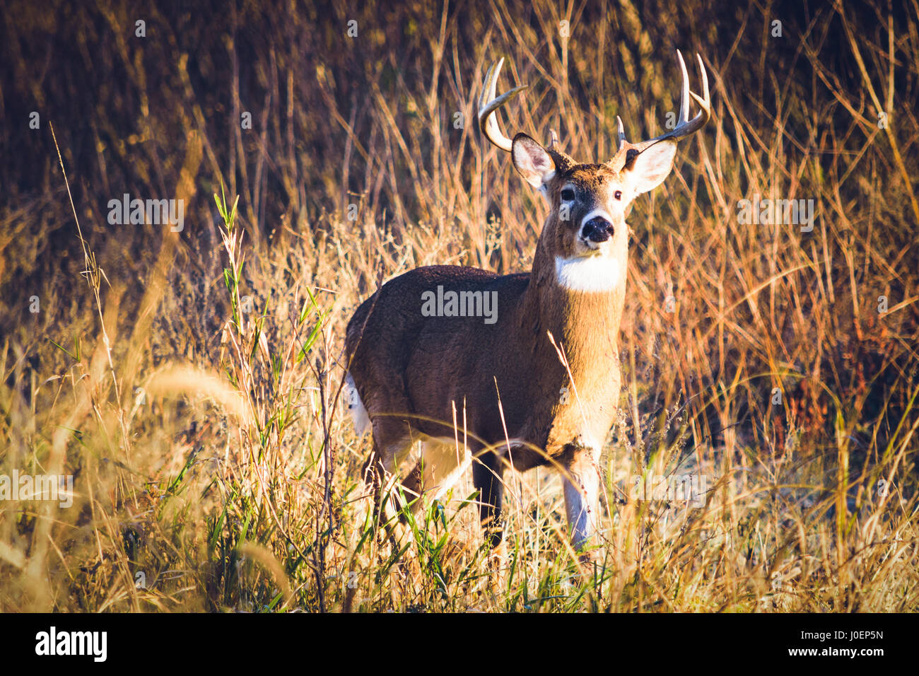 A Buck Steps into the Cleariong Stock Photo - Alamy