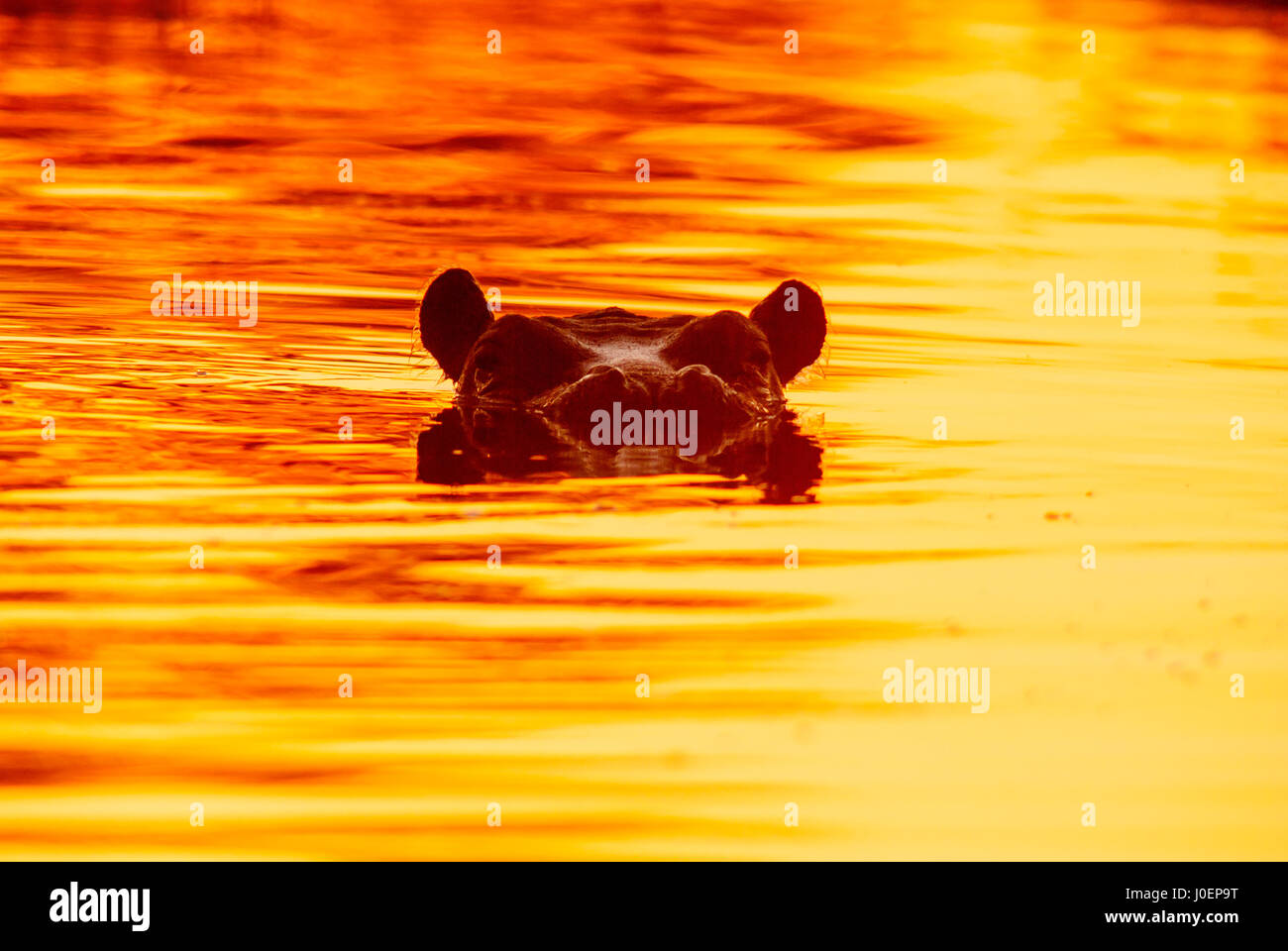 Hippo sunset hi-res stock photography and images - Alamy