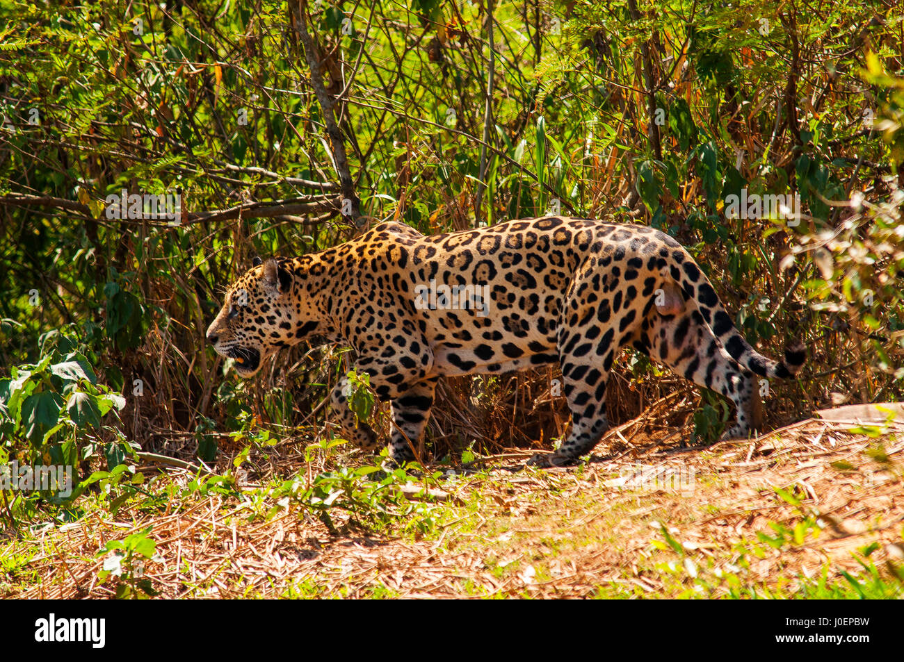 Jaguar the biggest carnivore in South America at Pantanal Of Mato ...