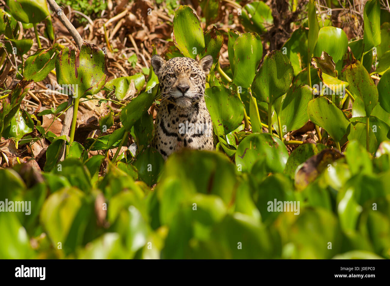 Jaguar the biggest carnivore in South America at Pantanal Of Mato ...