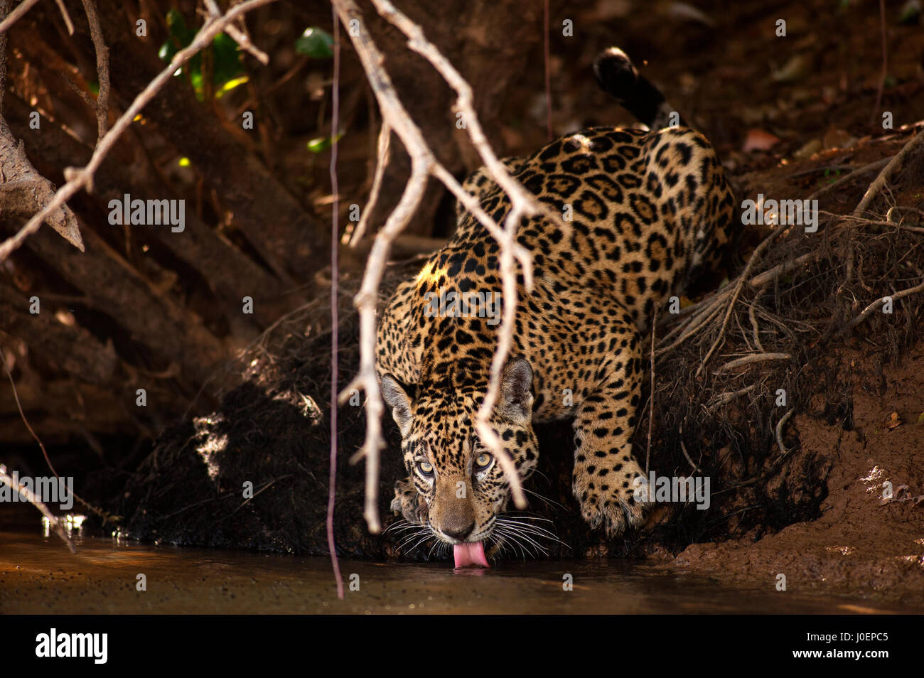 Jaguar the biggest carnivore in South America at Pantanal Of Mato ...