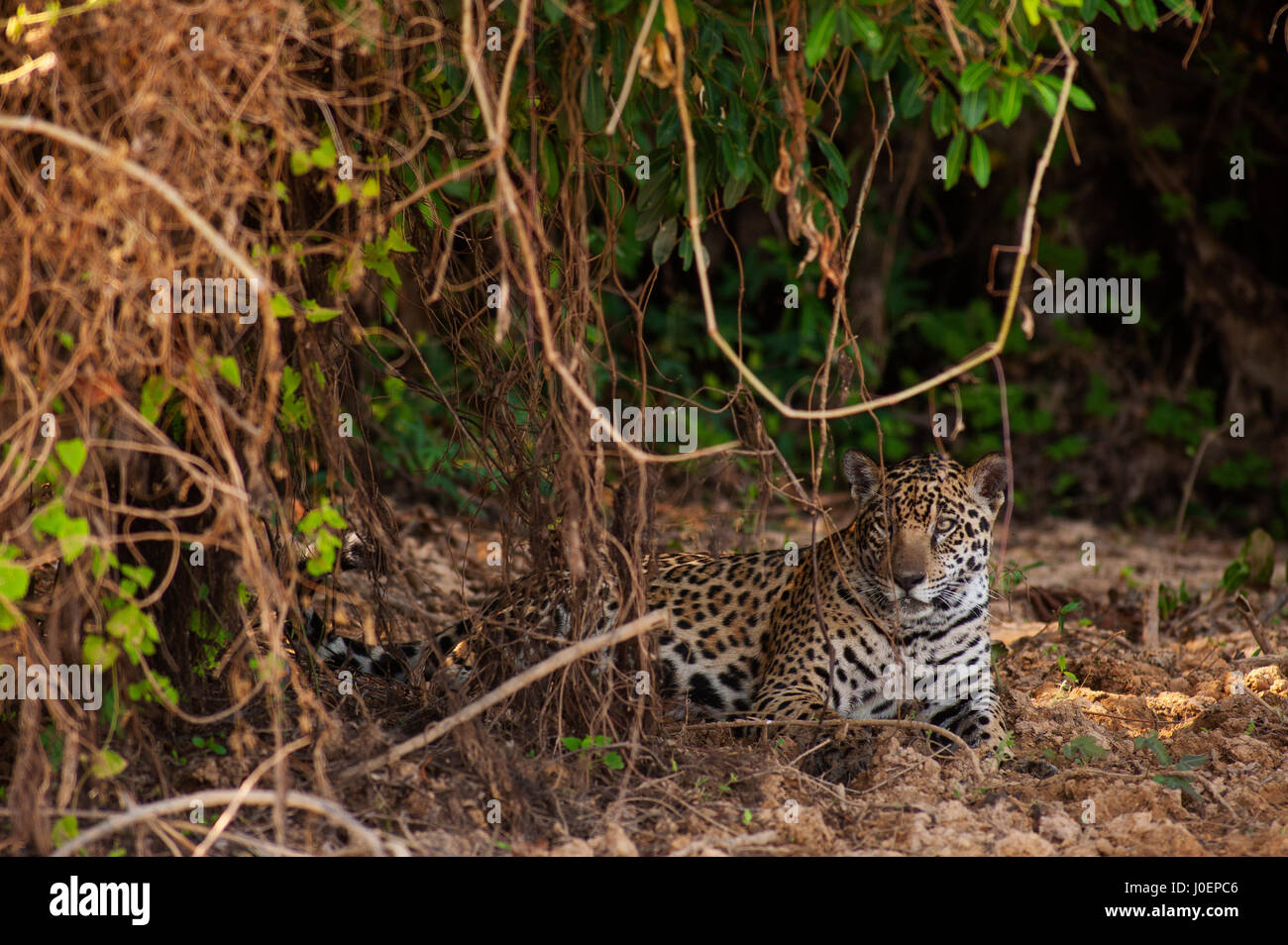 Jaguar the biggest carnivore in South America at Pantanal Of Mato ...