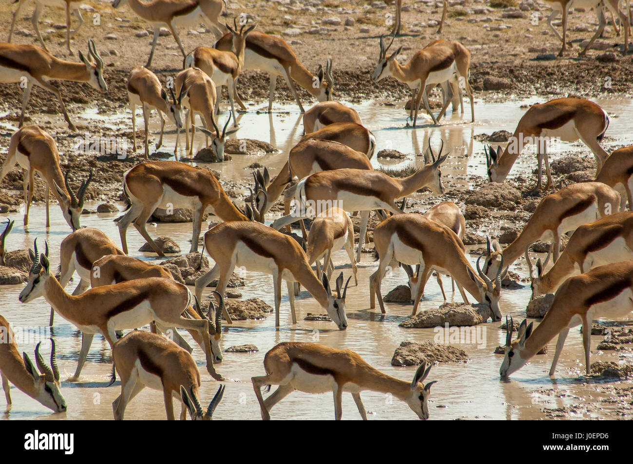 Springbok Herd High Resolution Stock Photography and Images - Alamy