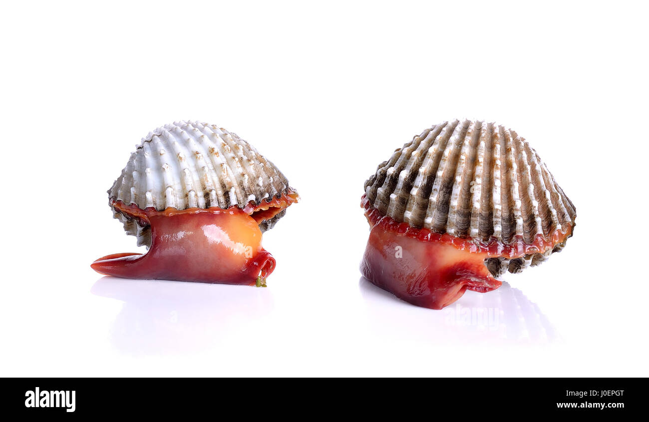 Fresh raw cockle on the white background Stock Photo - Alamy