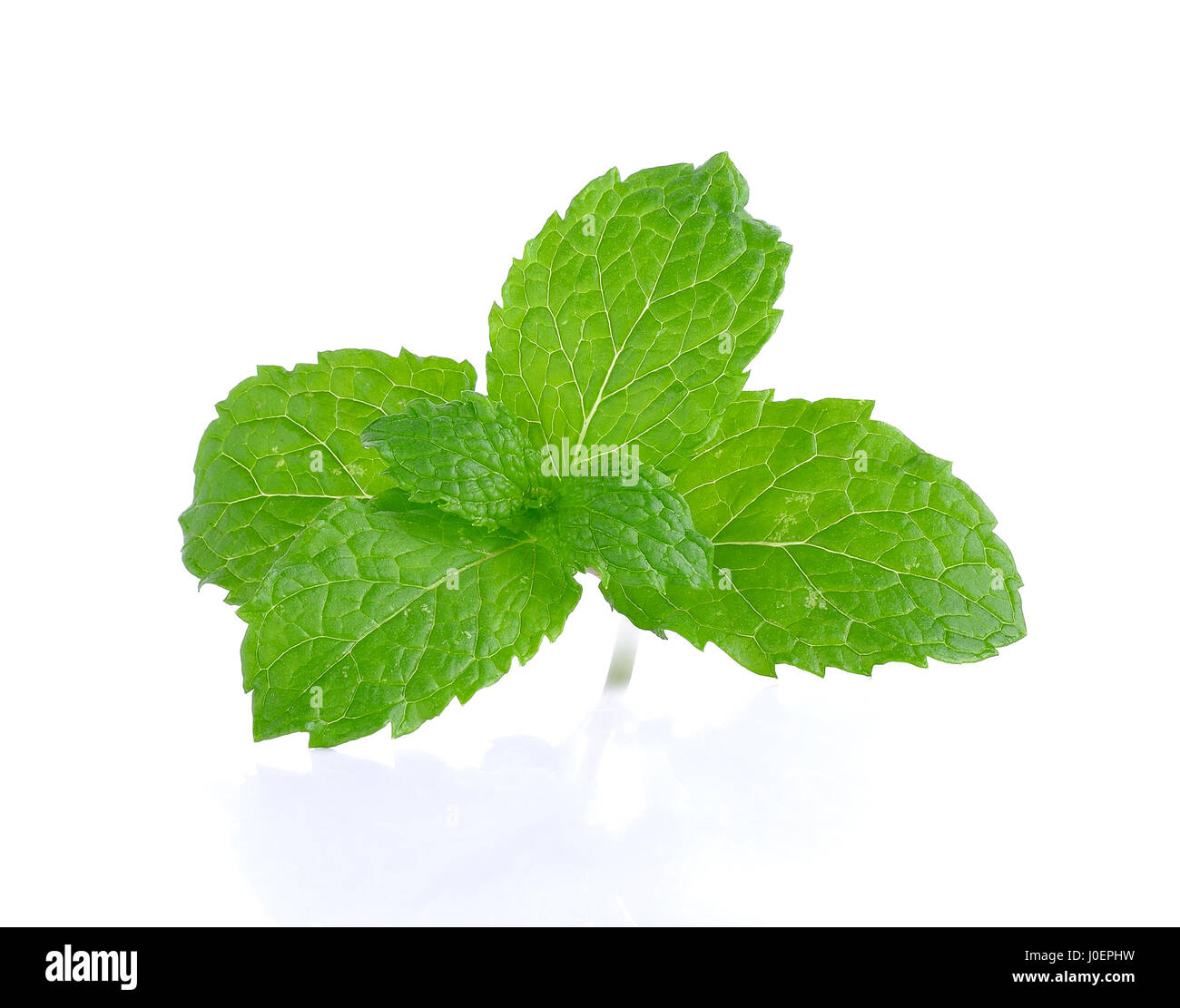 Peper mint isolated on the white background Stock Photo - Alamy