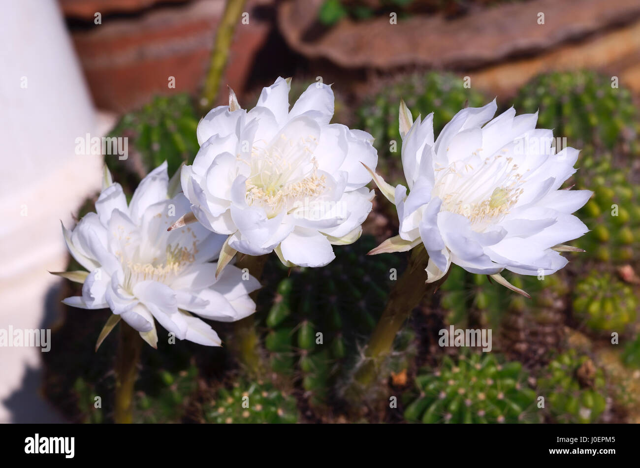 White cactus flower hi-res stock photography and images - Alamy