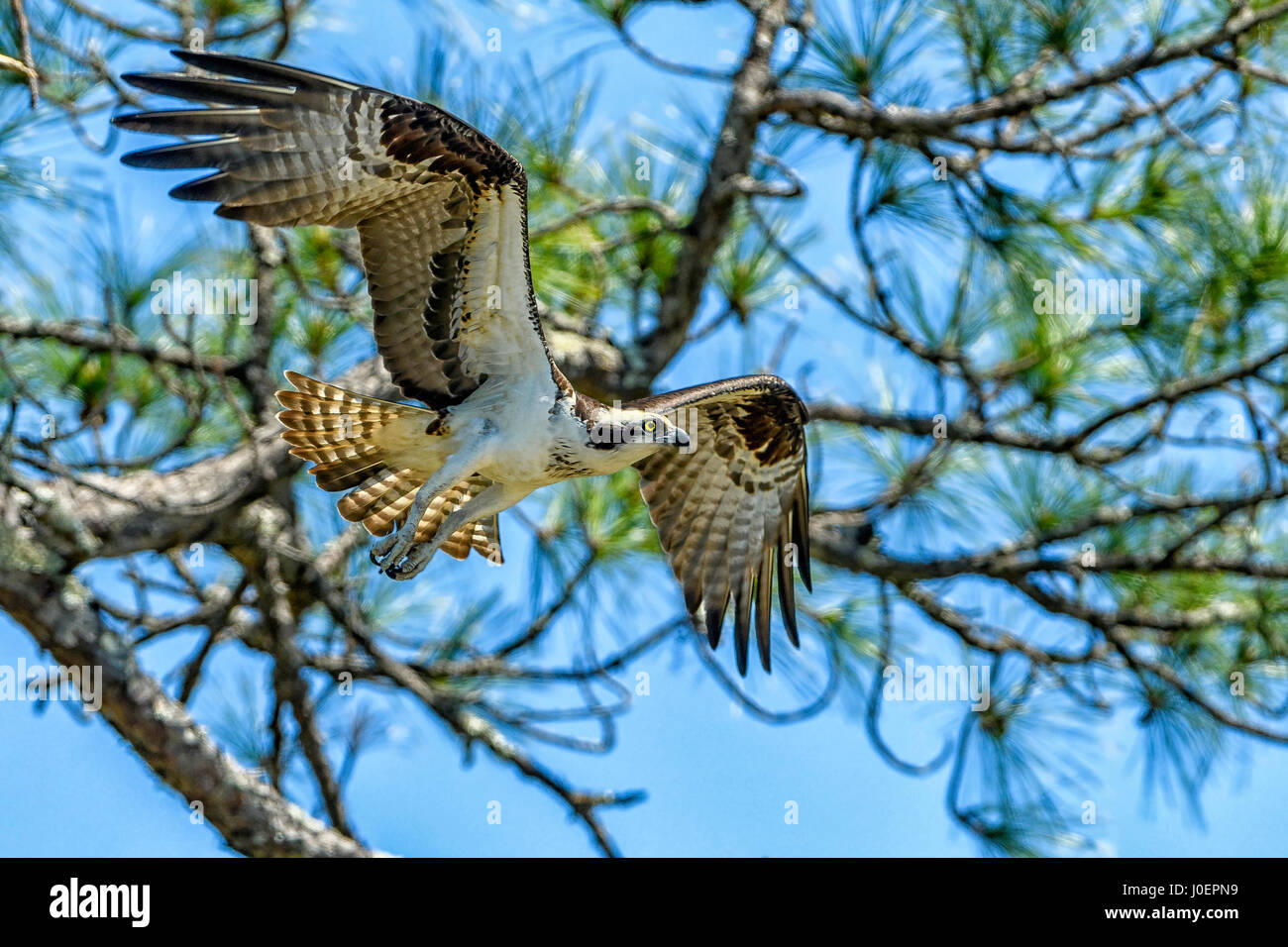 Winning The Battle Stock Photo - Alamy