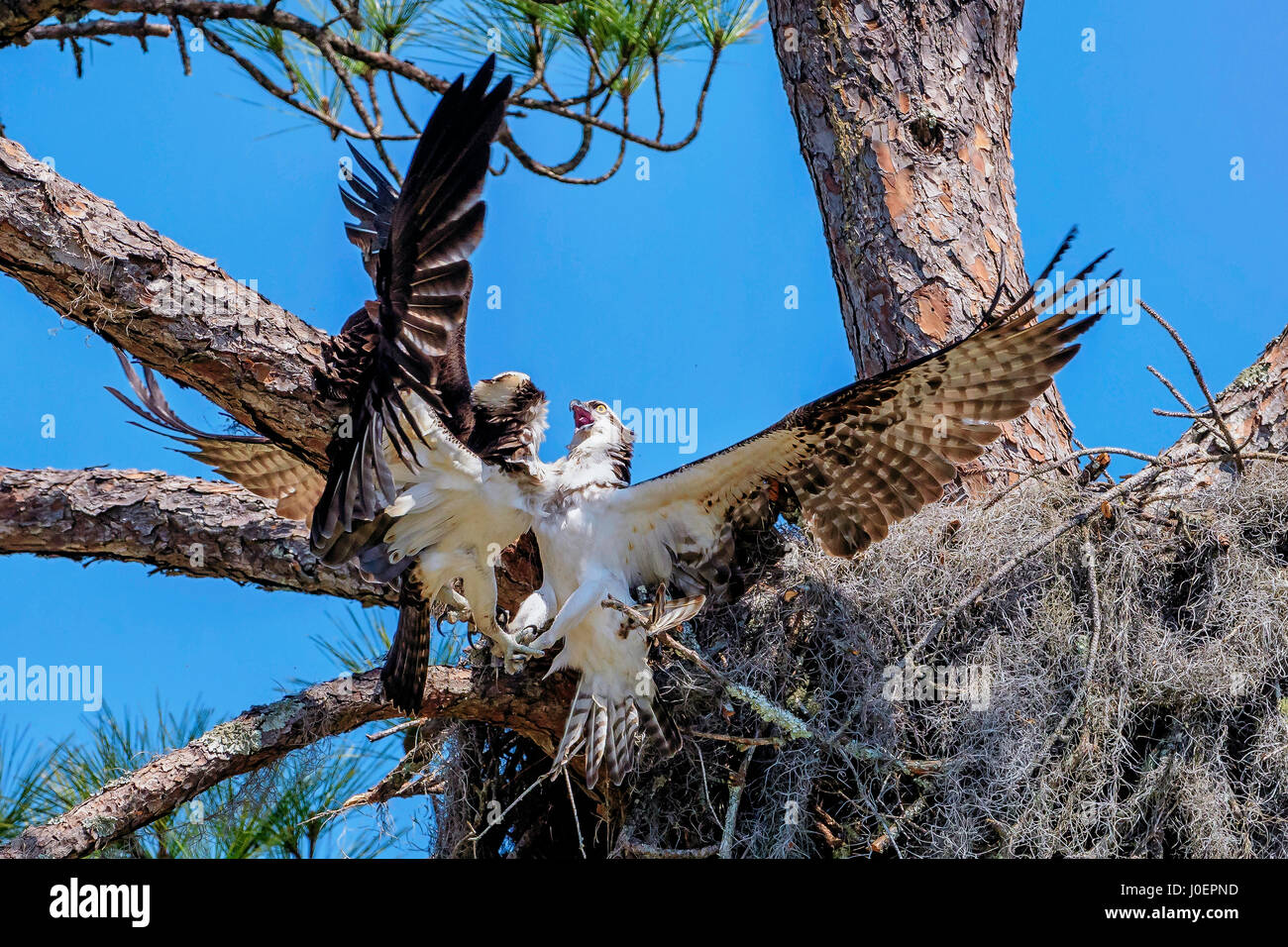 The Battle Begins Stock Photo - Alamy