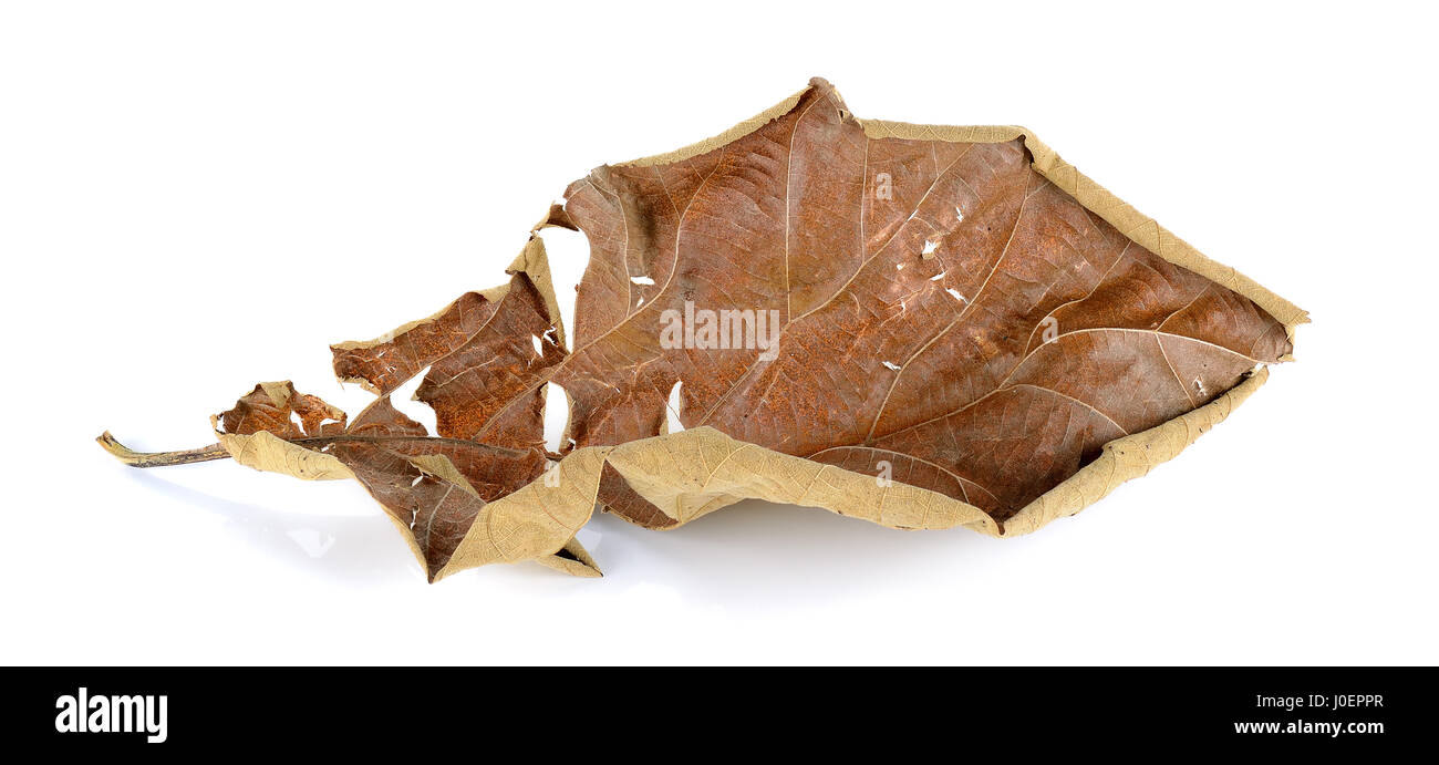 dried teak leaf isolated on the white background Stock Photo - Alamy