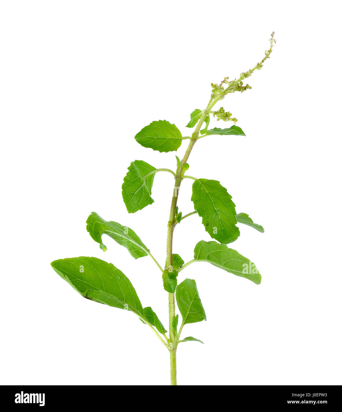 Tulsi leaves hi-res stock photography and images - Alamy