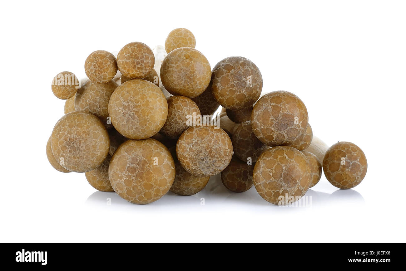 brown beech mushroom isolated on the white background Stock Photo - Alamy