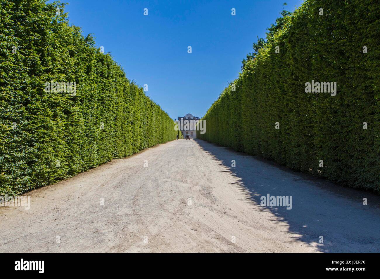 The a hedge row at The Palace of Versailles in Versailles, France Stock ...