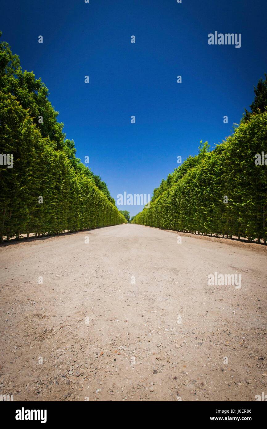 The a hedge row at The Palace of Versailles in Versailles, France Stock ...