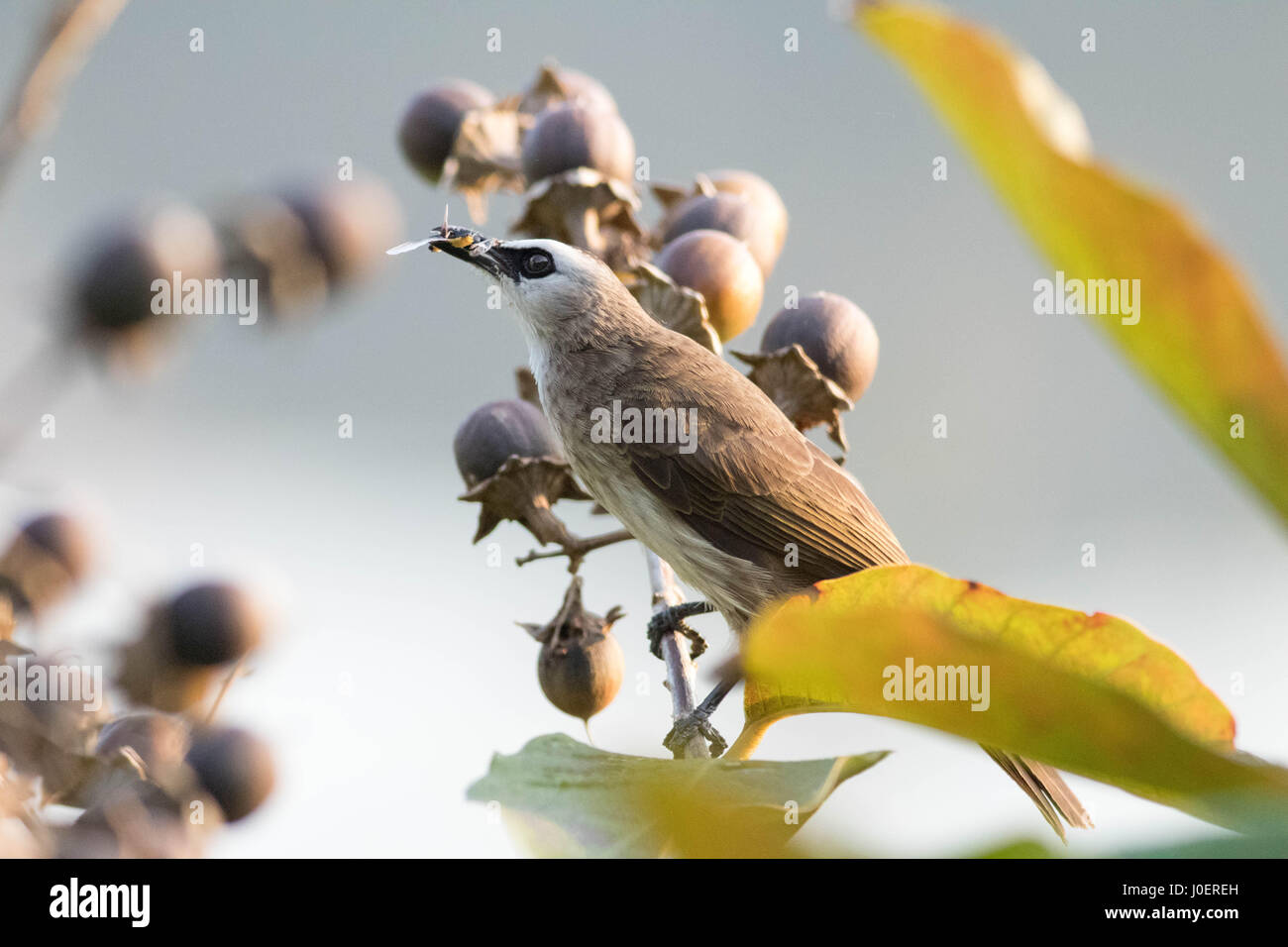 Yellow-vented bulbul feeding on a bug. These birds also consume fruits ...
