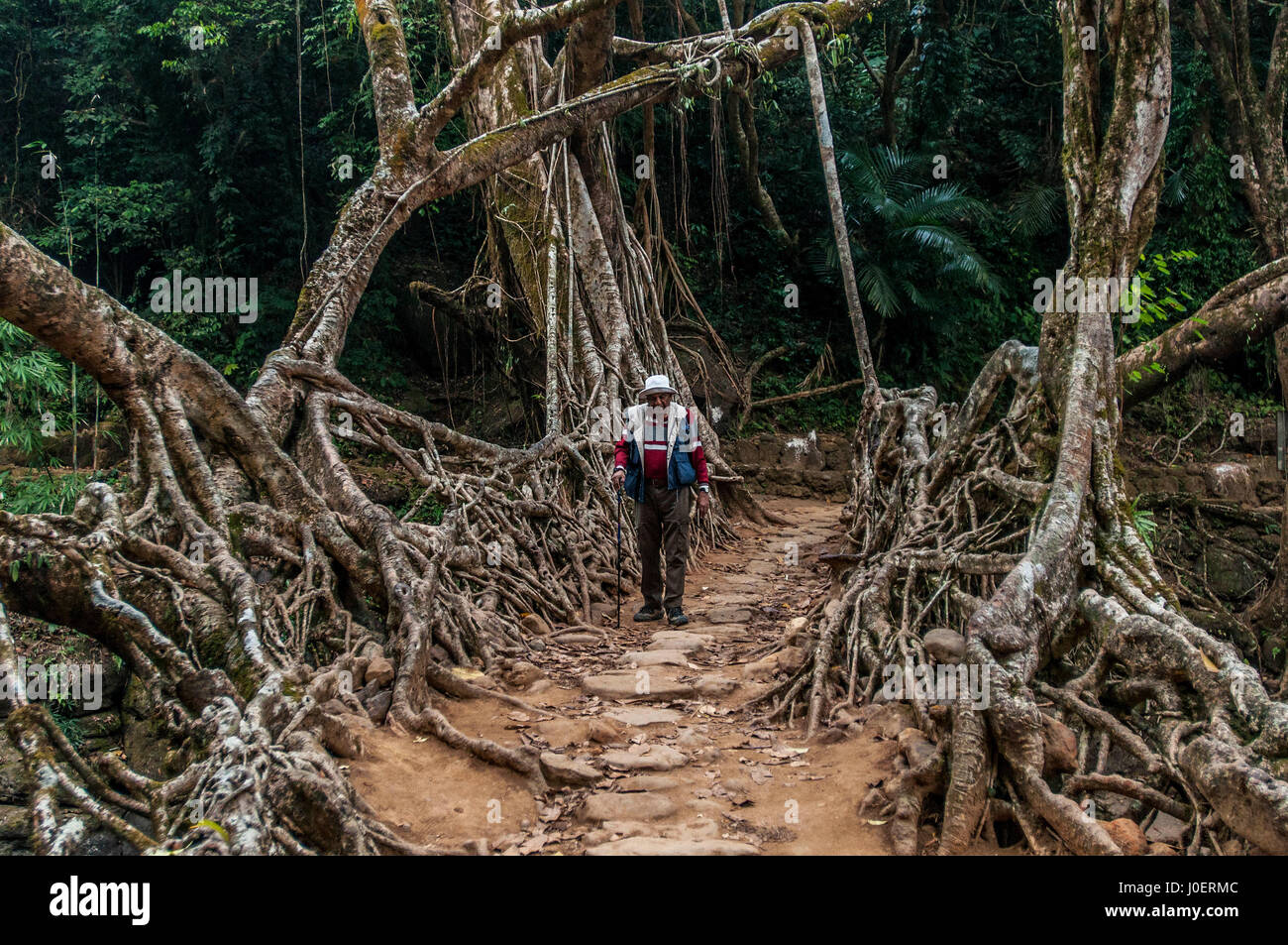Living root bridge india hi-res stock photography and images - Alamy