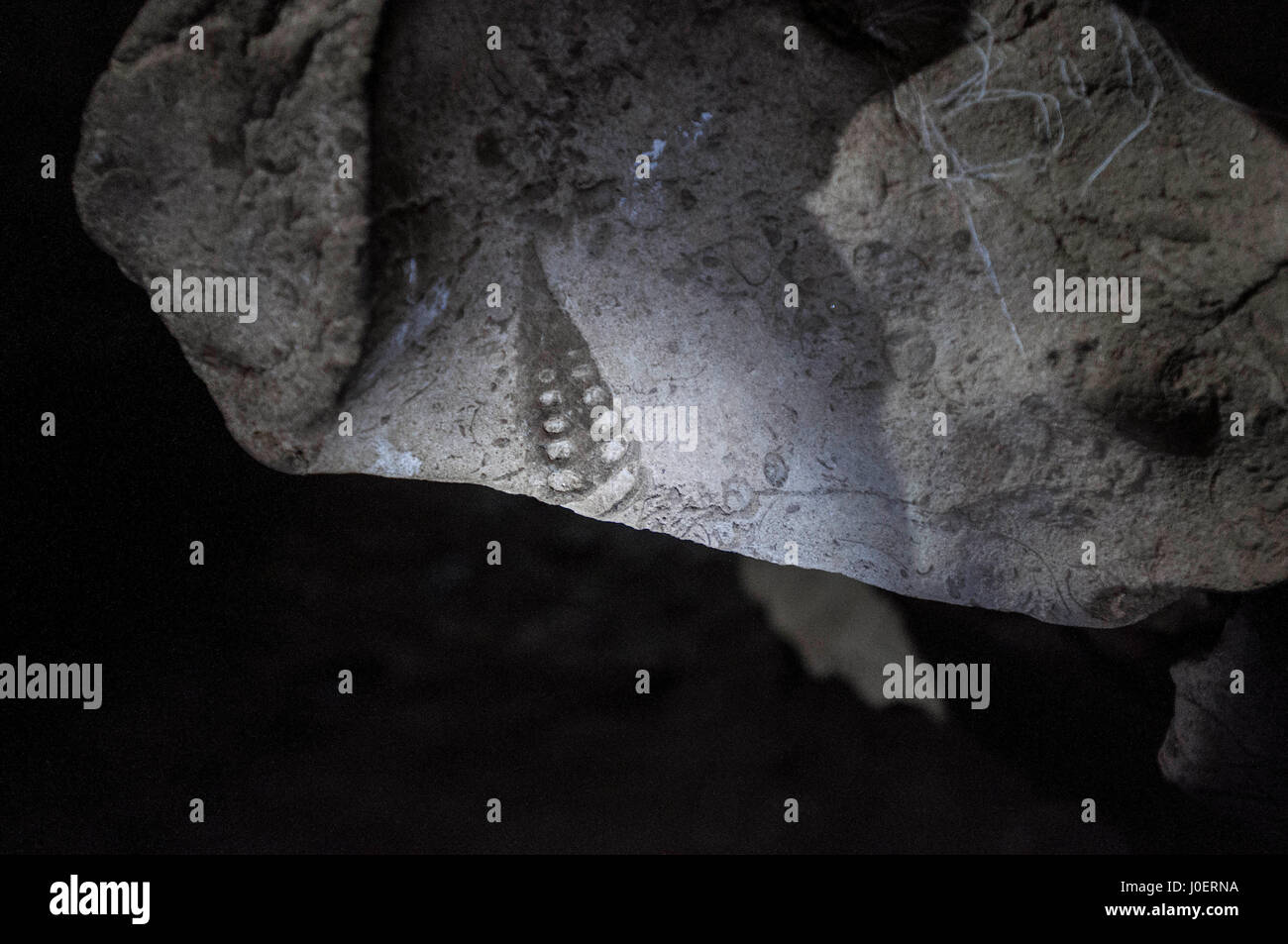 Fossils on walls hi-res stock photography and images - Alamy