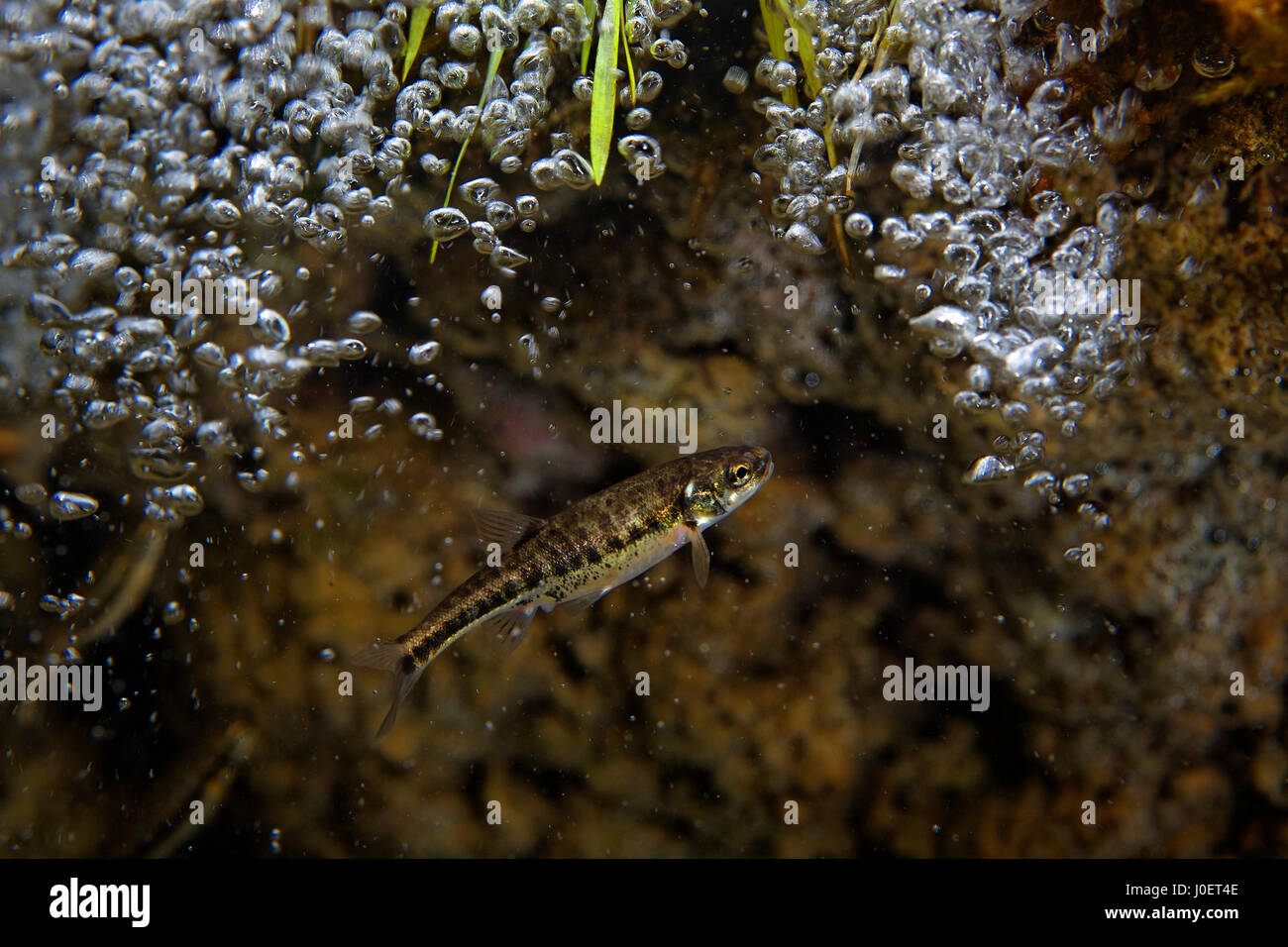 The Eurasian minnow in a natural environment under the waterfall from ...