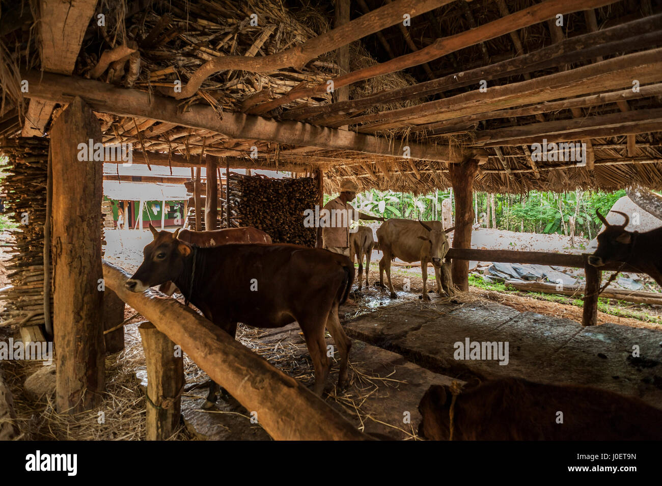 Cow shed india hi-res stock photography and images - Alamy