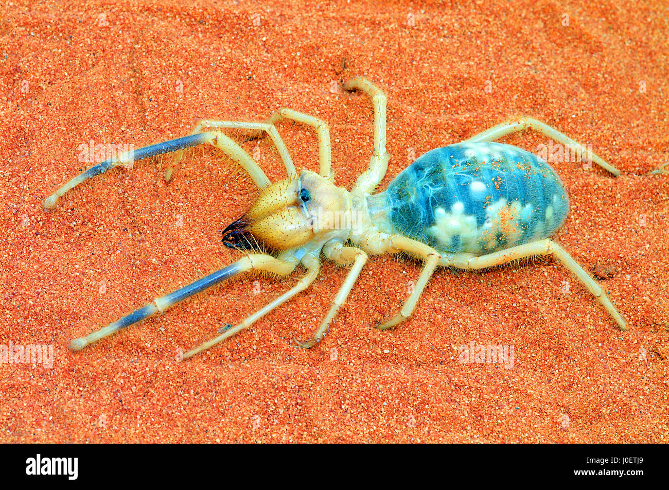 Solifugid hi-res stock photography and images - Alamy