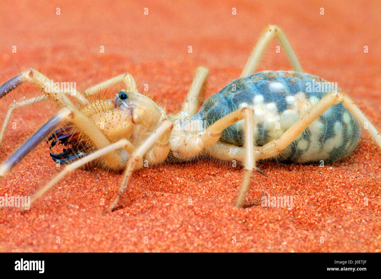 Camel spider female showing eggs inside abdomen Stock Photo - Alamy