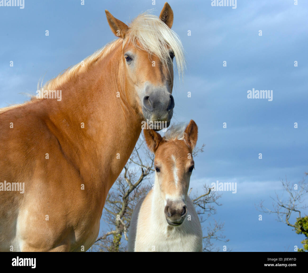 Blond mare hi-res stock photography and images - Alamy