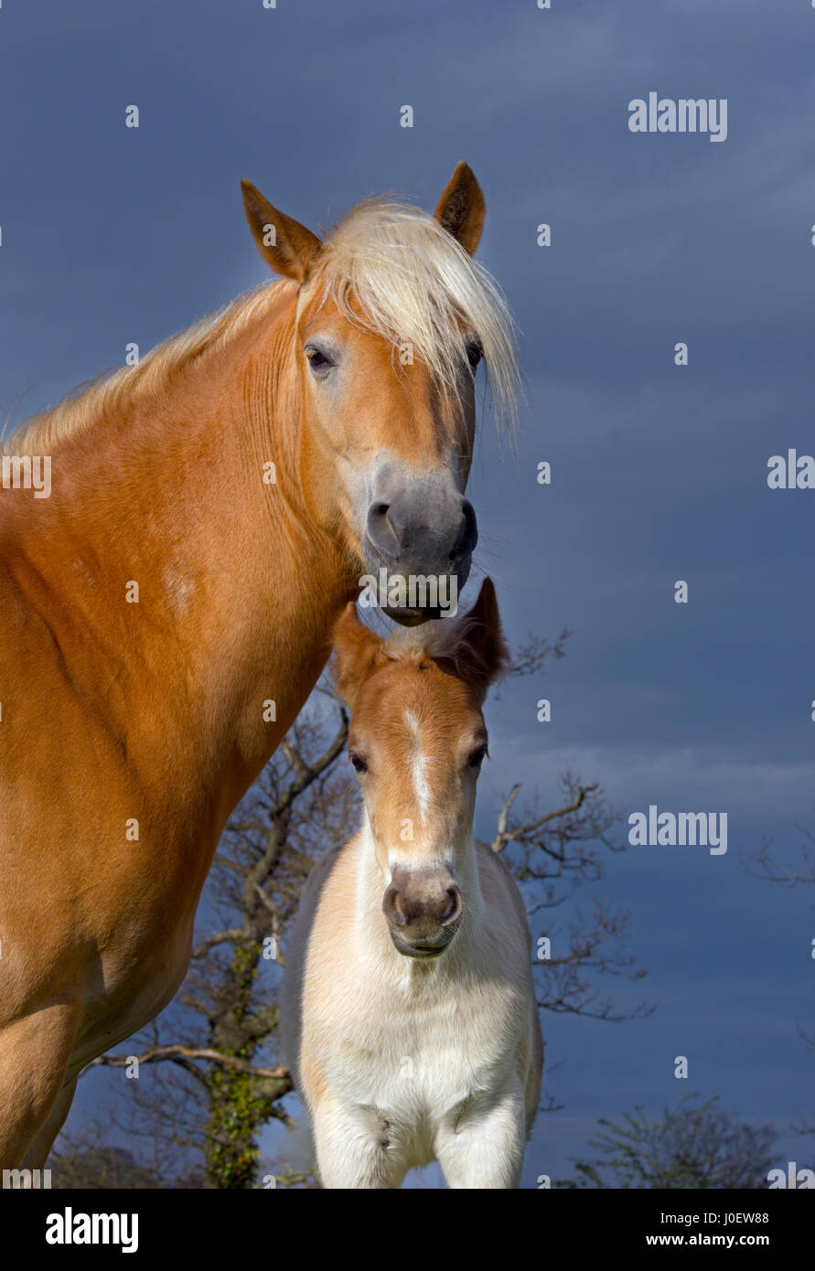 Haflinger mare and foal in meadow Stock Photo - Alamy