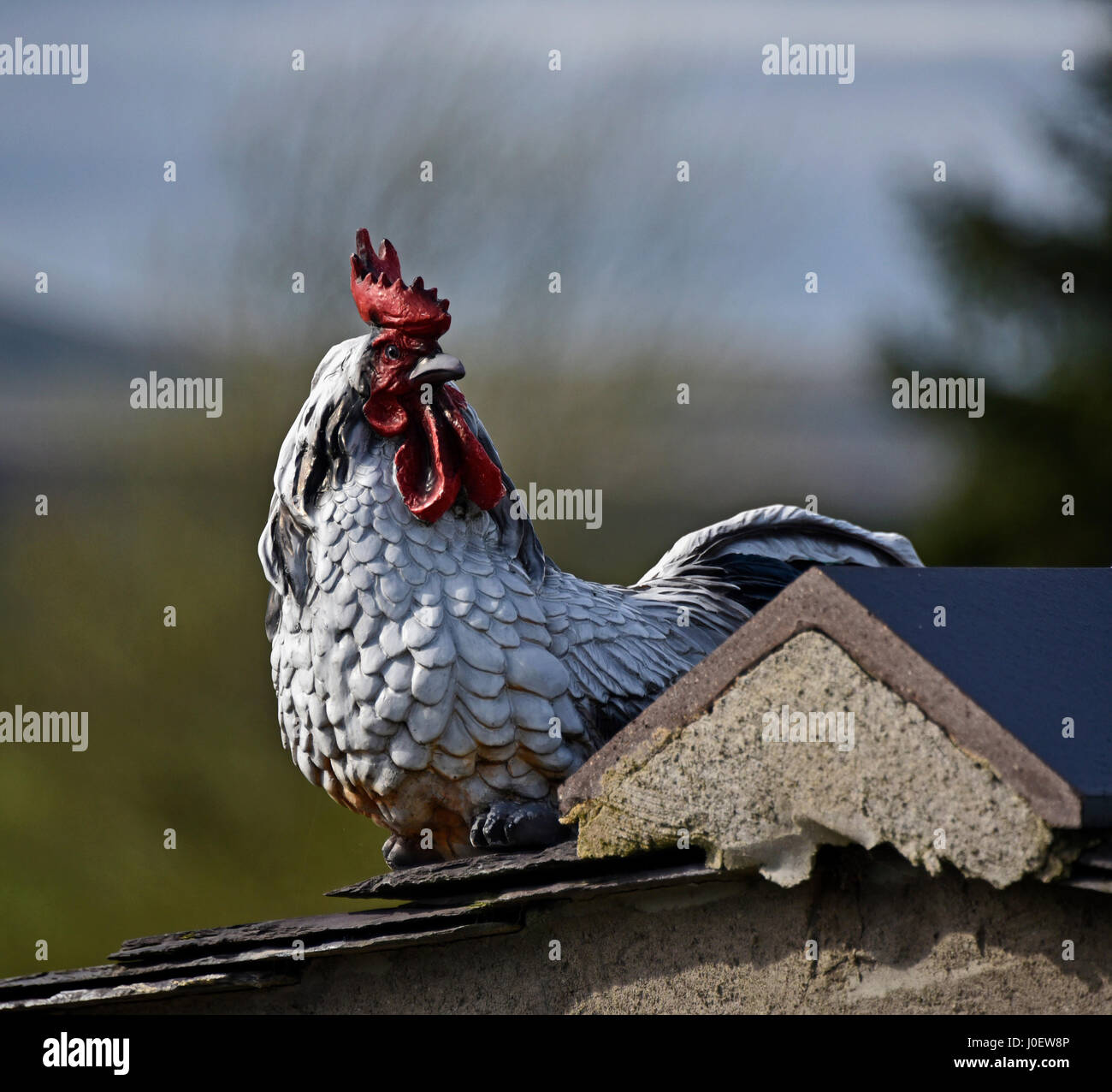 Ceramic cockerel on house roof. Pennine Way, Horton-in-Ribblesdale ...