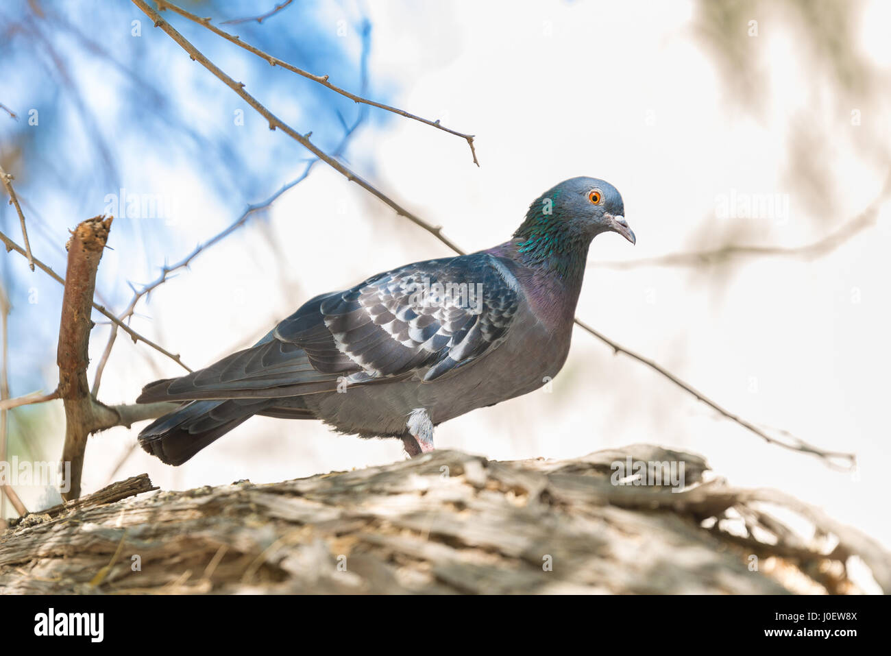 Bird on top of horn hi-res stock photography and images - Alamy