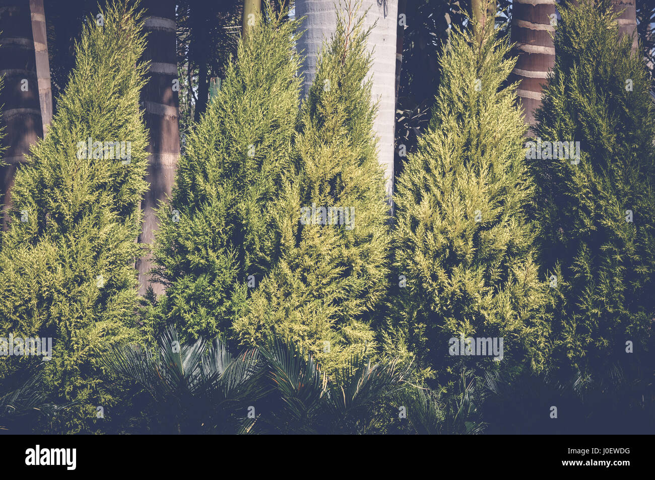 trees in garden background Stock Photo - Alamy