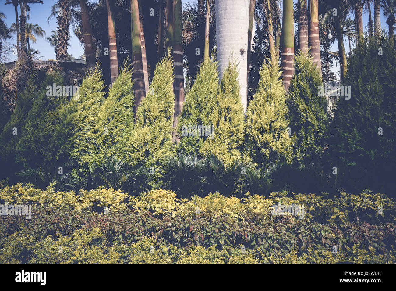 trees in garden background Stock Photo - Alamy
