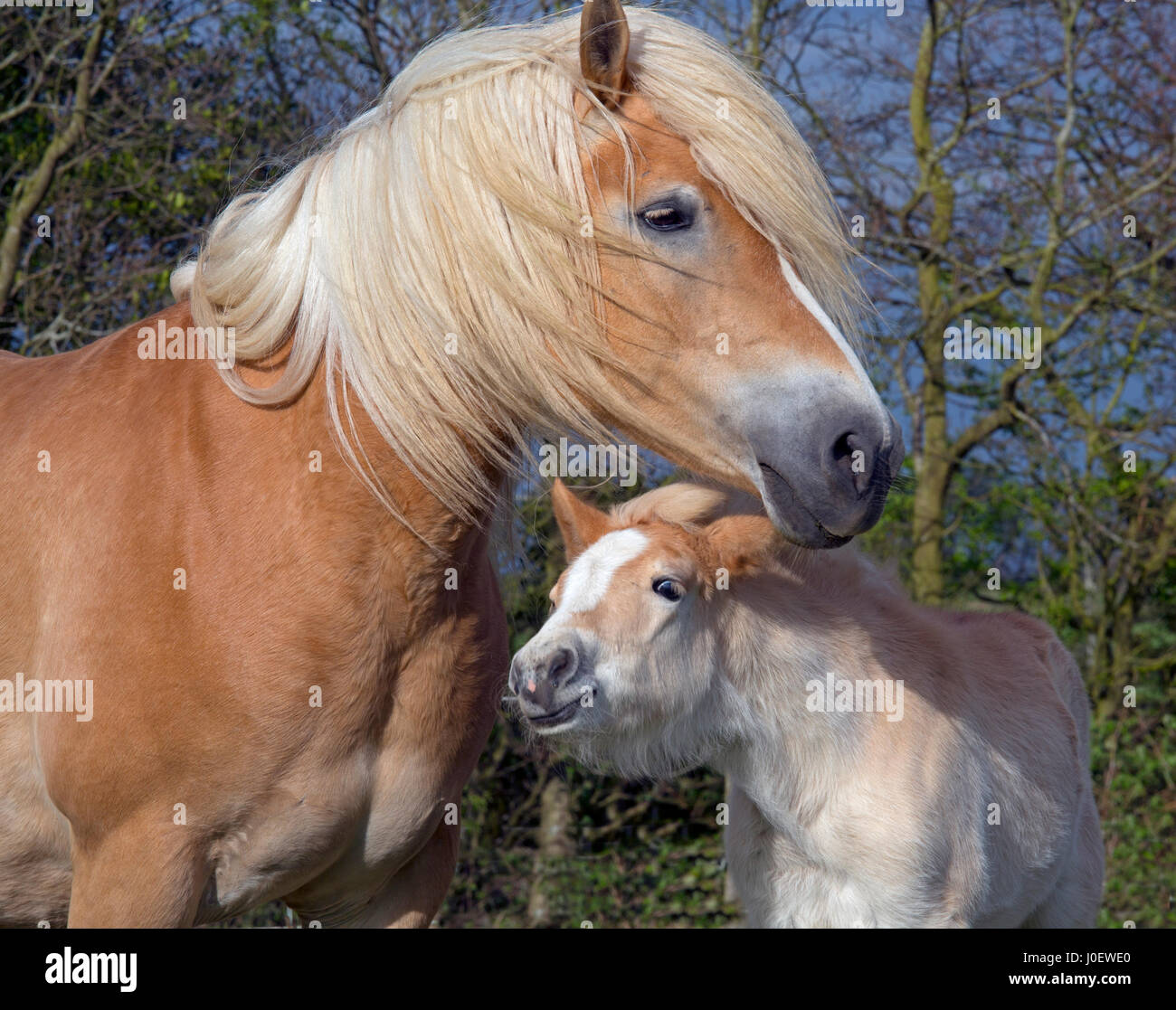 Haflinger mare and foal in meadow Stock Photo - Alamy