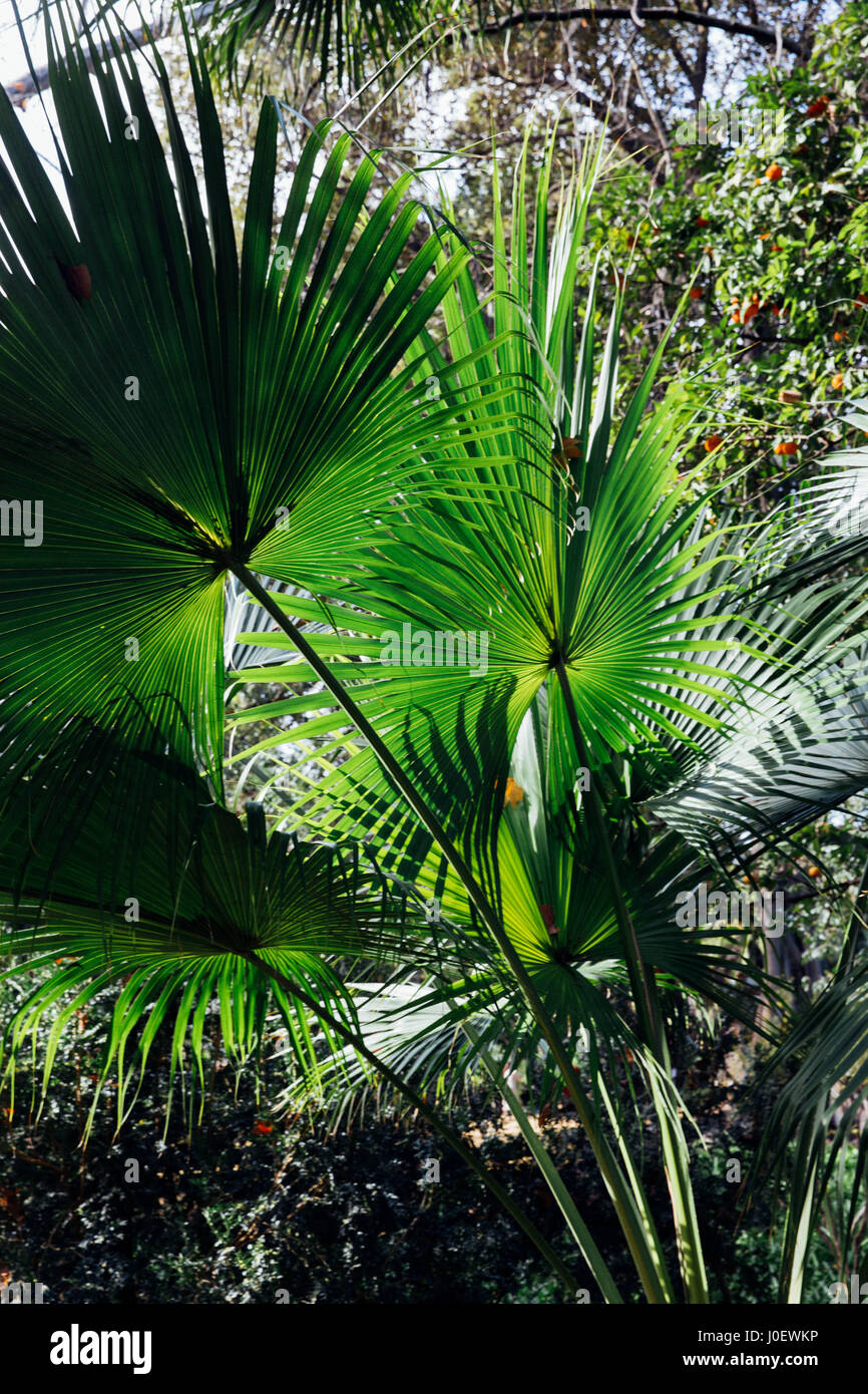 María luisa park in hi-res stock photography and images - Alamy
