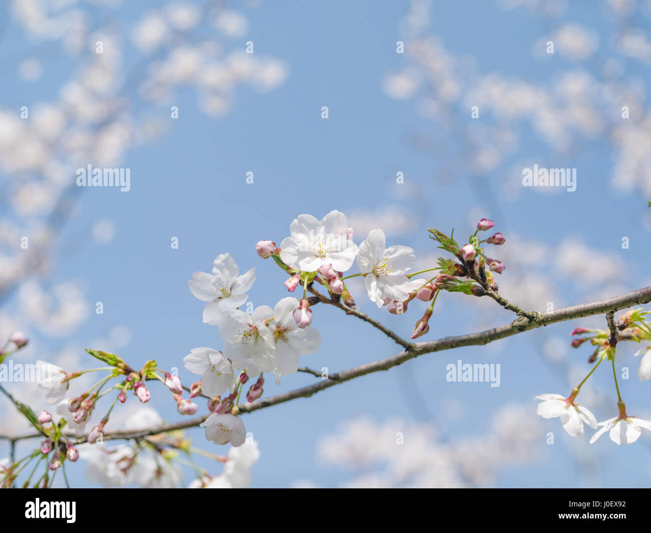Spring flowers series, beautiful yoshino cherry blossoms Stock Photo ...