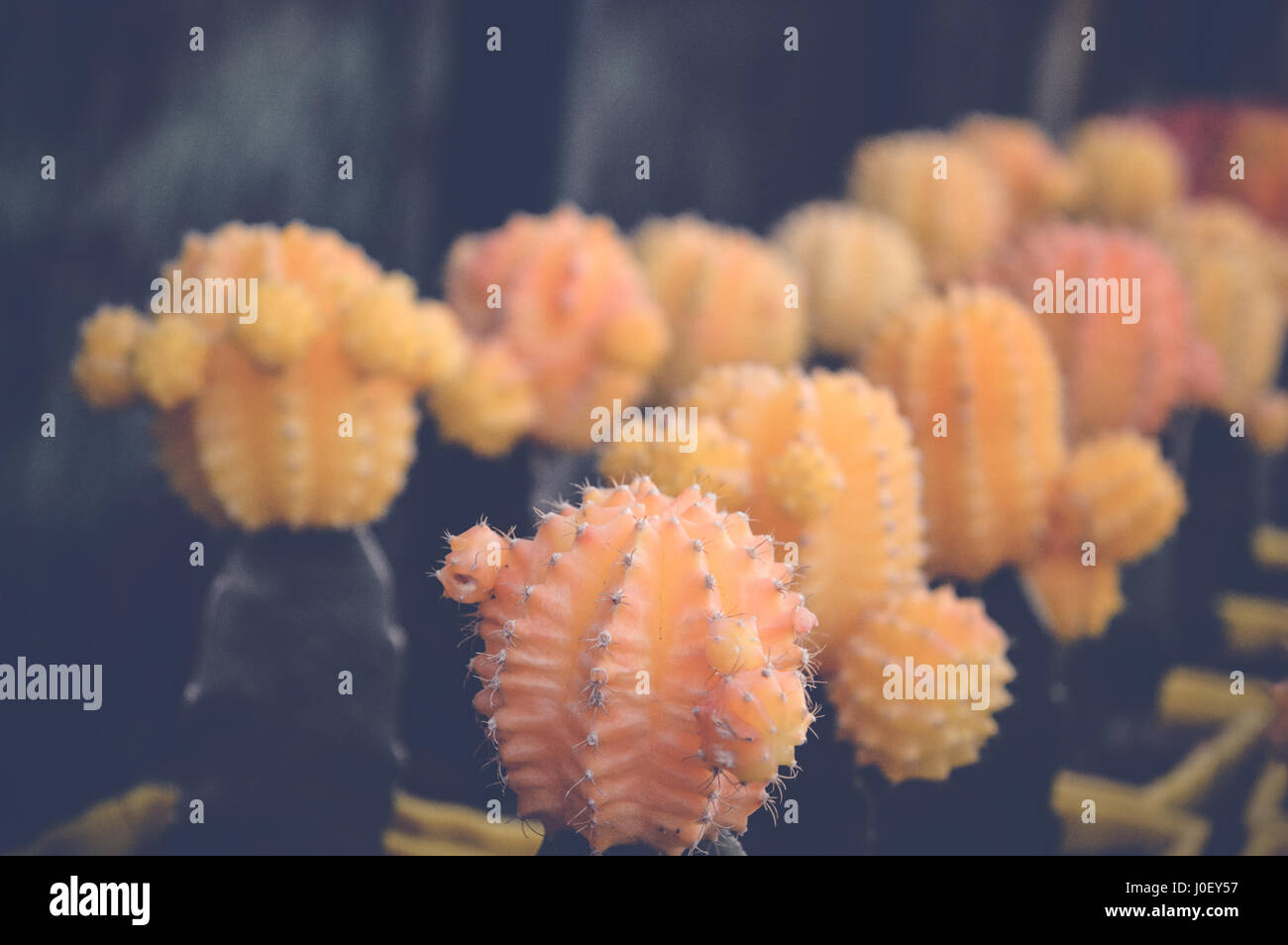 small yellow cactus background Stock Photo - Alamy
