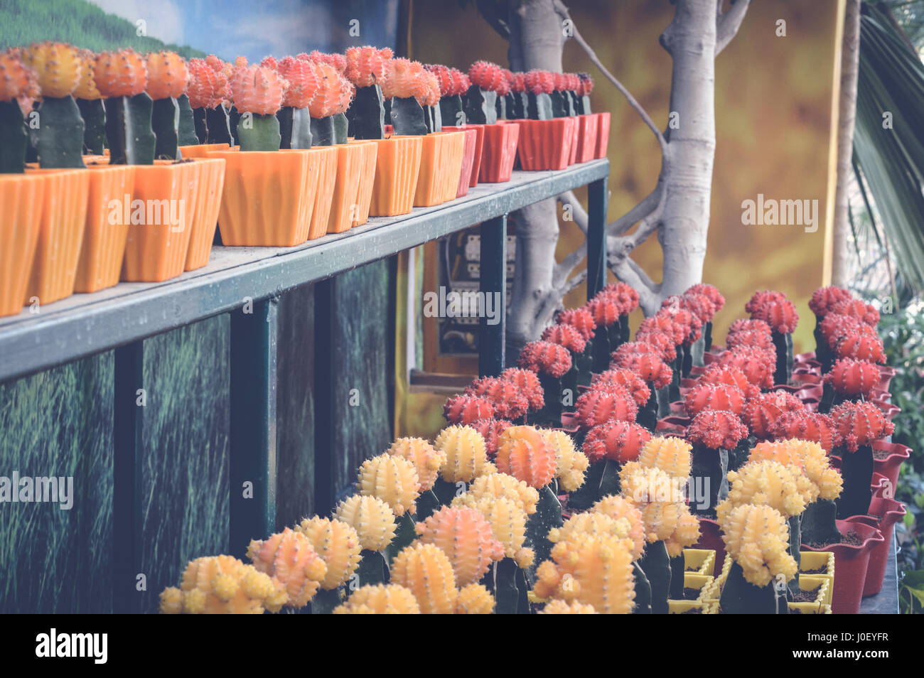 colorful cactus background Stock Photo - Alamy