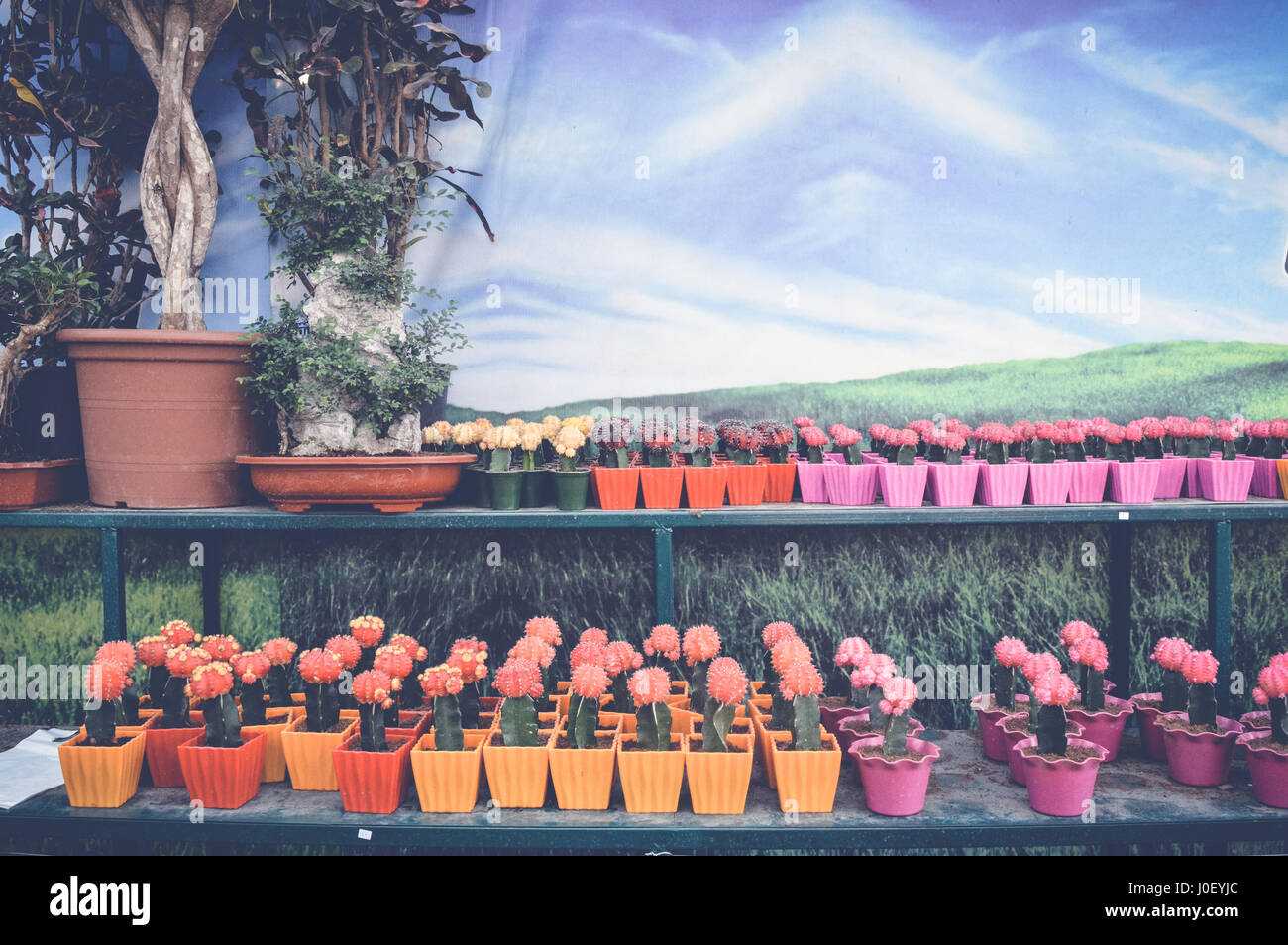 small colorful cactus background Stock Photo - Alamy